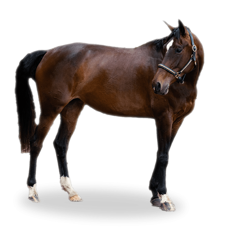 Harbak Performance Horses | Harbak Performance Horses