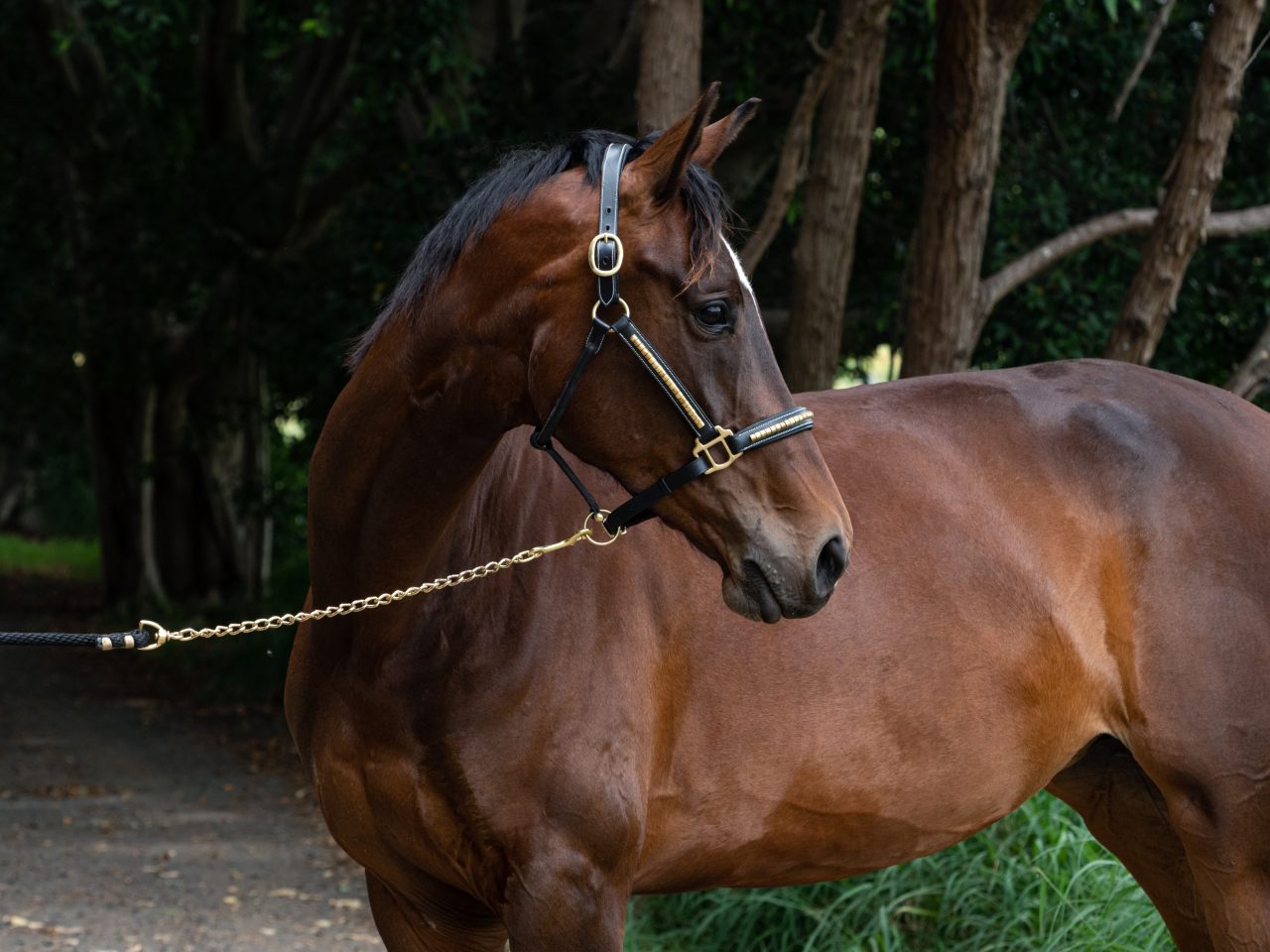 Harbak Performance Horses | Harbak Performance Horses